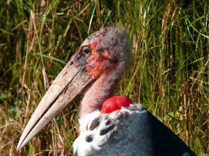 TOP 12 Cele mai urâte animale din lume