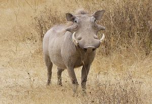 TOP 12 Cele mai urâte animale din lume