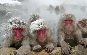 Obiceiul maimuțelor din Japonia de a se relaxa în ape termale