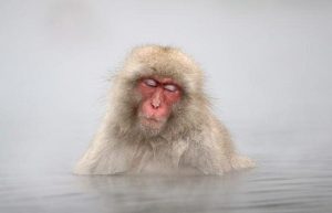 Obiceiul maimuțelor din Japonia de a se relaxa în ape termale
