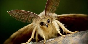 Cum reușește molia să distrugă hainele dacă nu le mănâncă