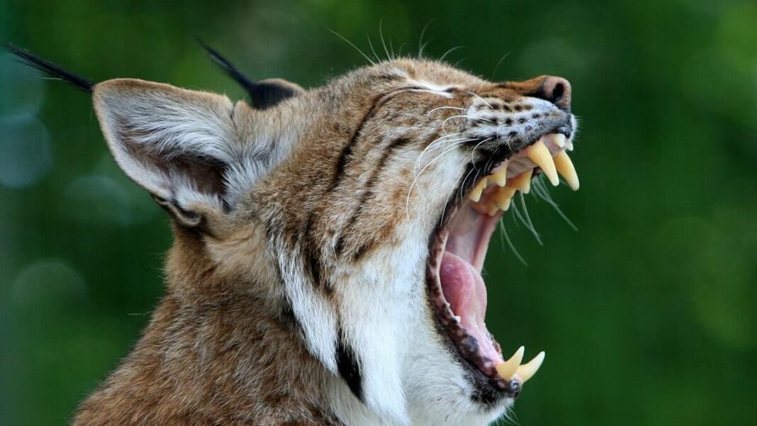 Animalul național al României. 15 curiozități despre râs