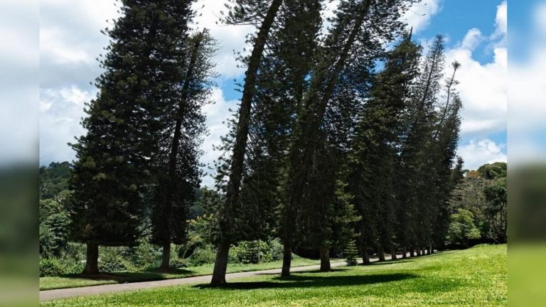 Pinul Cook, copacul misterios care se înclină întotdeauna spre Ecuator ...