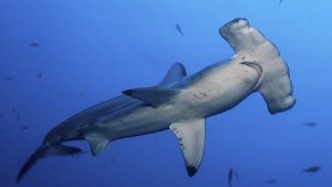 De ce rechinul-ciocan are forma capului atât de ciudată?