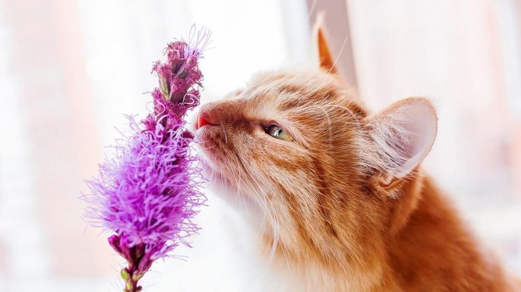 10 mirosuri pe care pisicile le urăsc