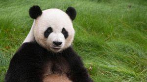 20 de curiozități despre ursul panda